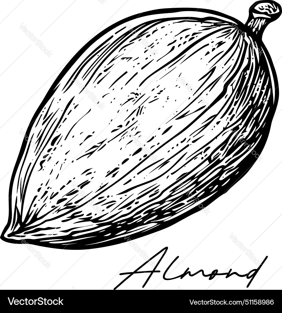 Almond hand drawn black and white Royalty Free Vector Image