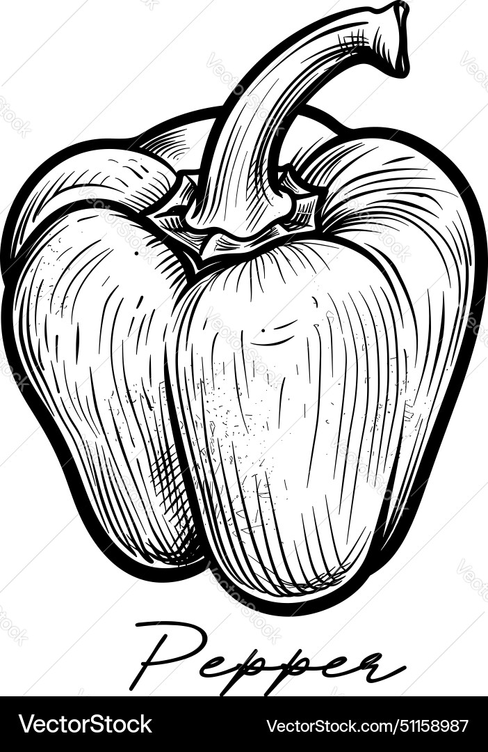 Pepper hand drawn black and white Royalty Free Vector Image