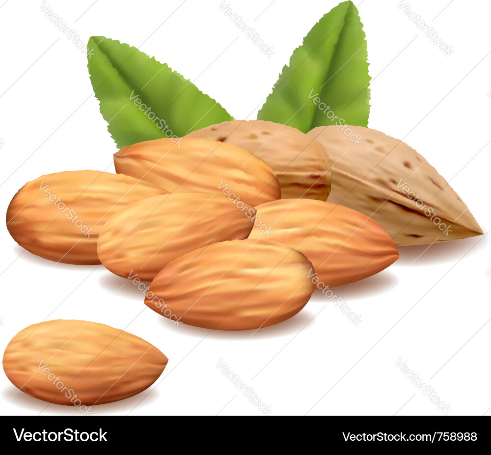 Almonds Royalty Free Vector Image - VectorStock