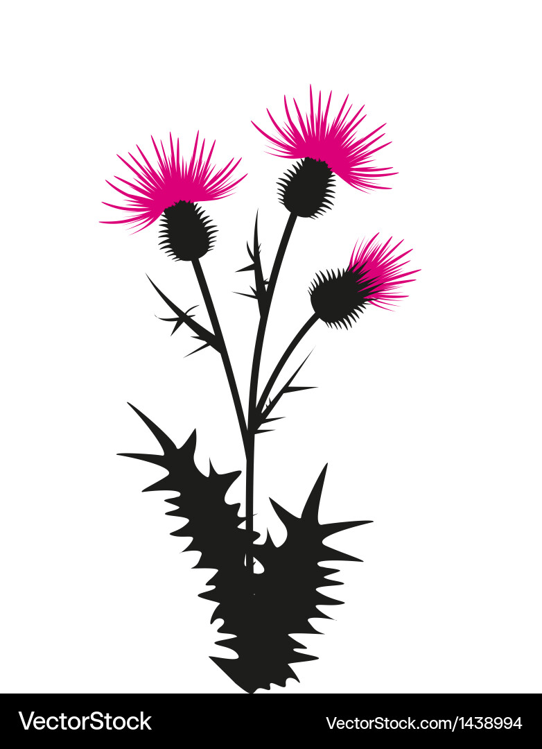 Thistle Royalty Free Vector Image - VectorStock