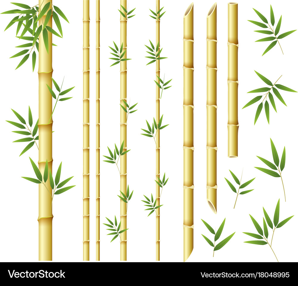 Bamboo stems and leaves on white background Vector Image