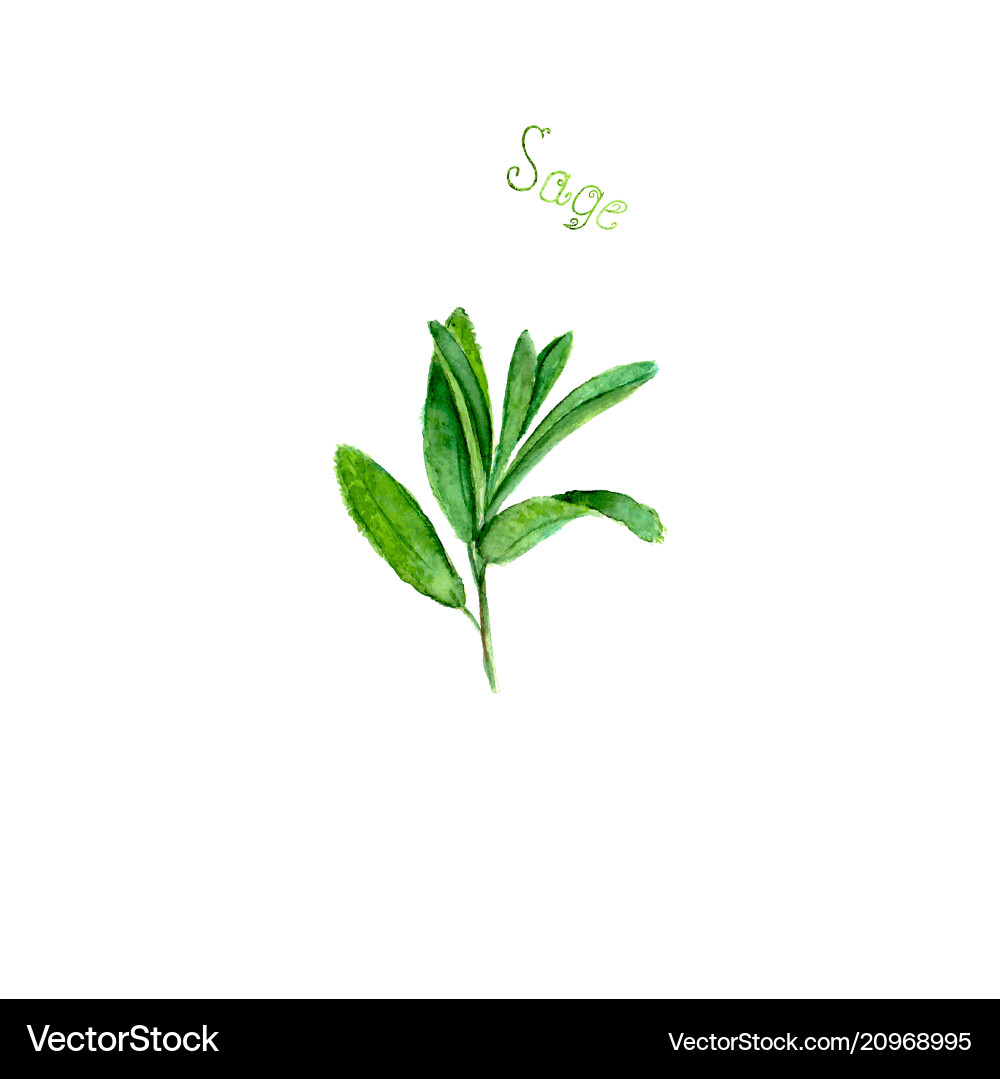 Sage herb spice isolated on white background Vector Image