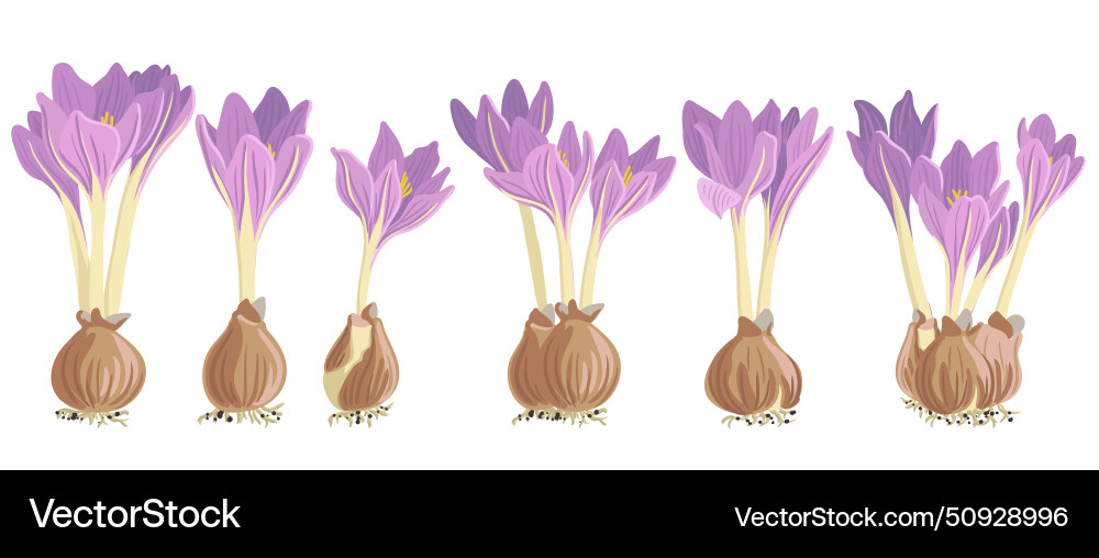 Drawing wild flowers autumn crocus Royalty Free Vector Image