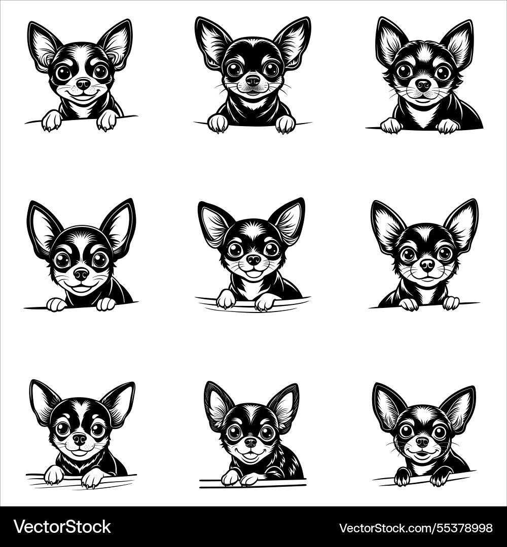 Peeking chihuahua dog Royalty Free Vector Image