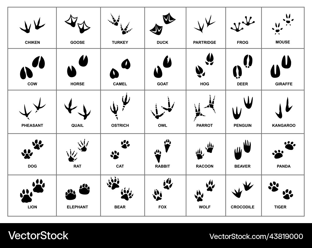 Animals and birds feet tracks Royalty Free Vector Image
