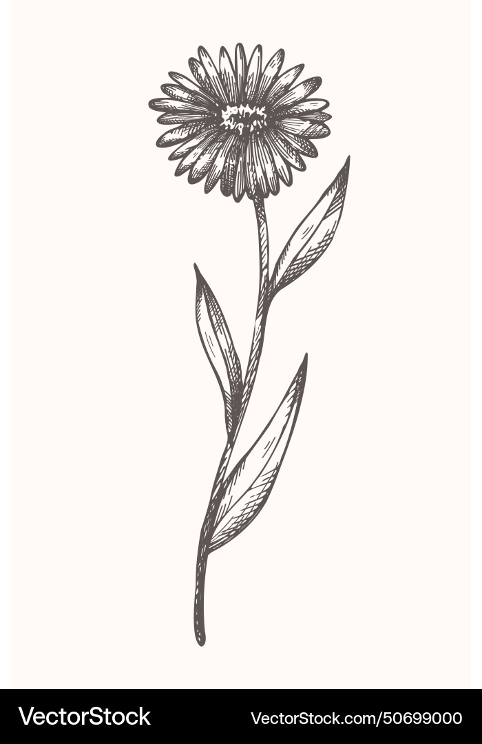 Calendula plant ink sketch with engraving Vector Image