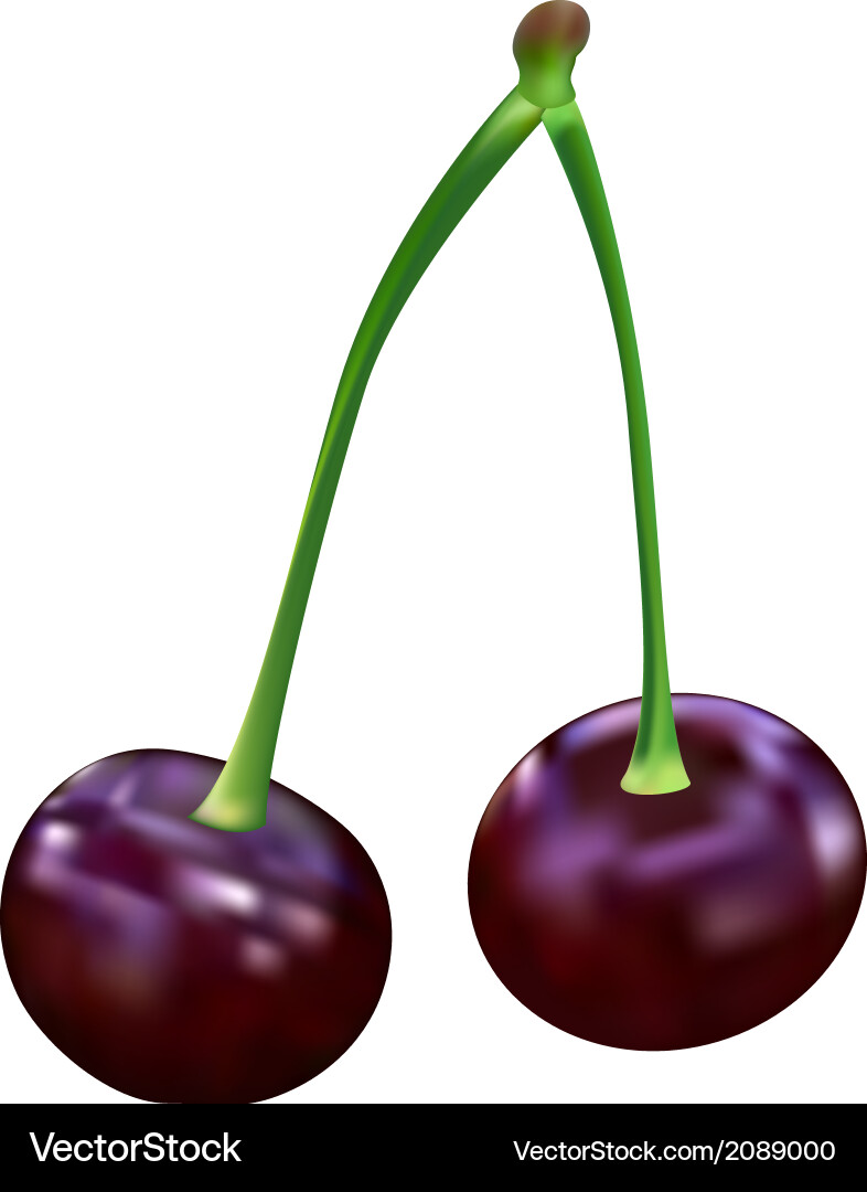 Cherry Royalty Free Vector Image - VectorStock