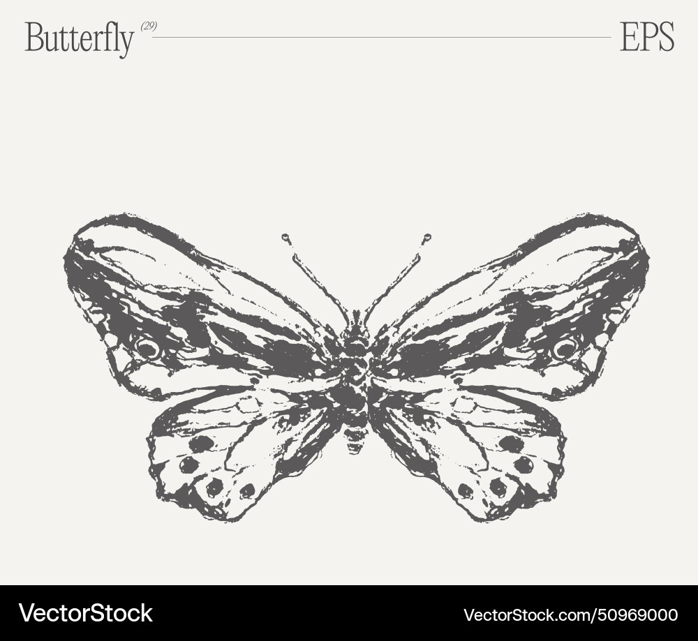 Hand drawn butterfly Royalty Free Vector Image