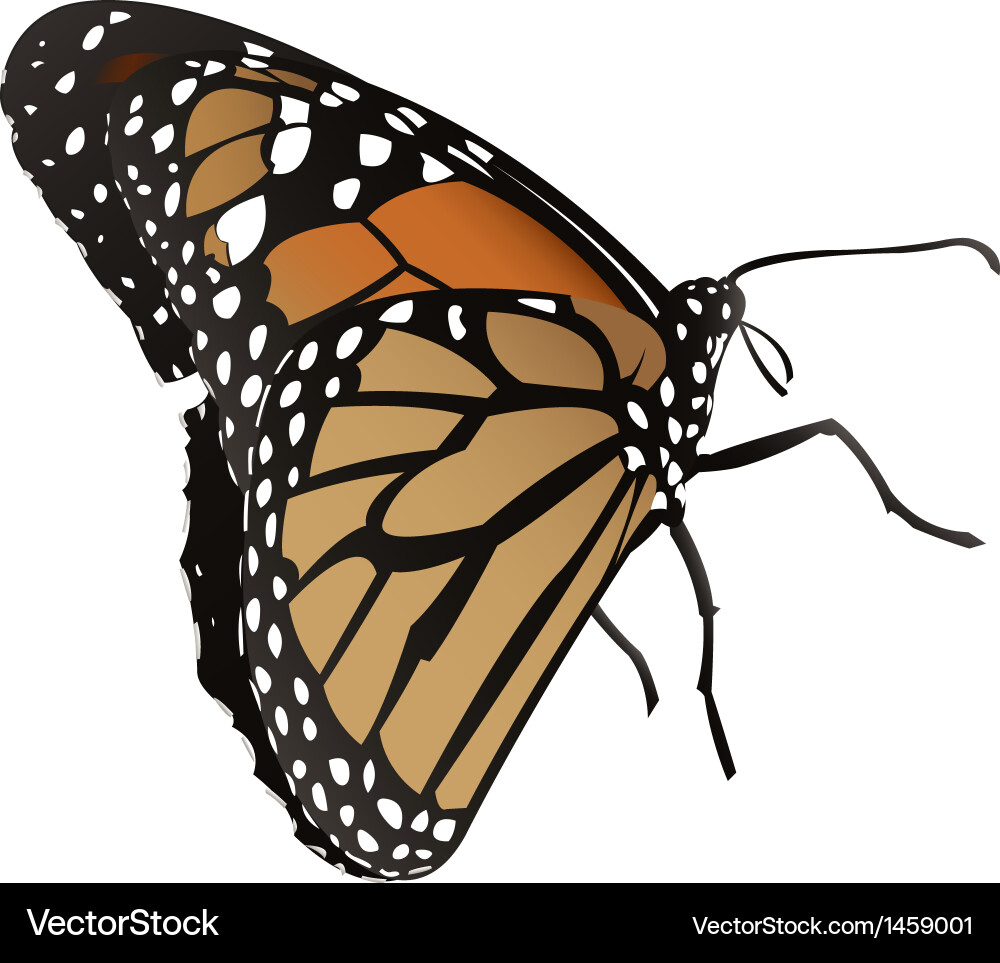 Butterfly Royalty Free Vector Image - VectorStock