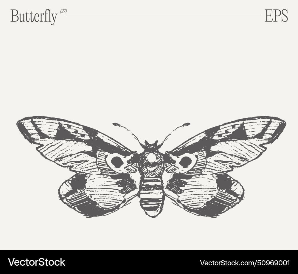 Hand drawn butterfly Royalty Free Vector Image