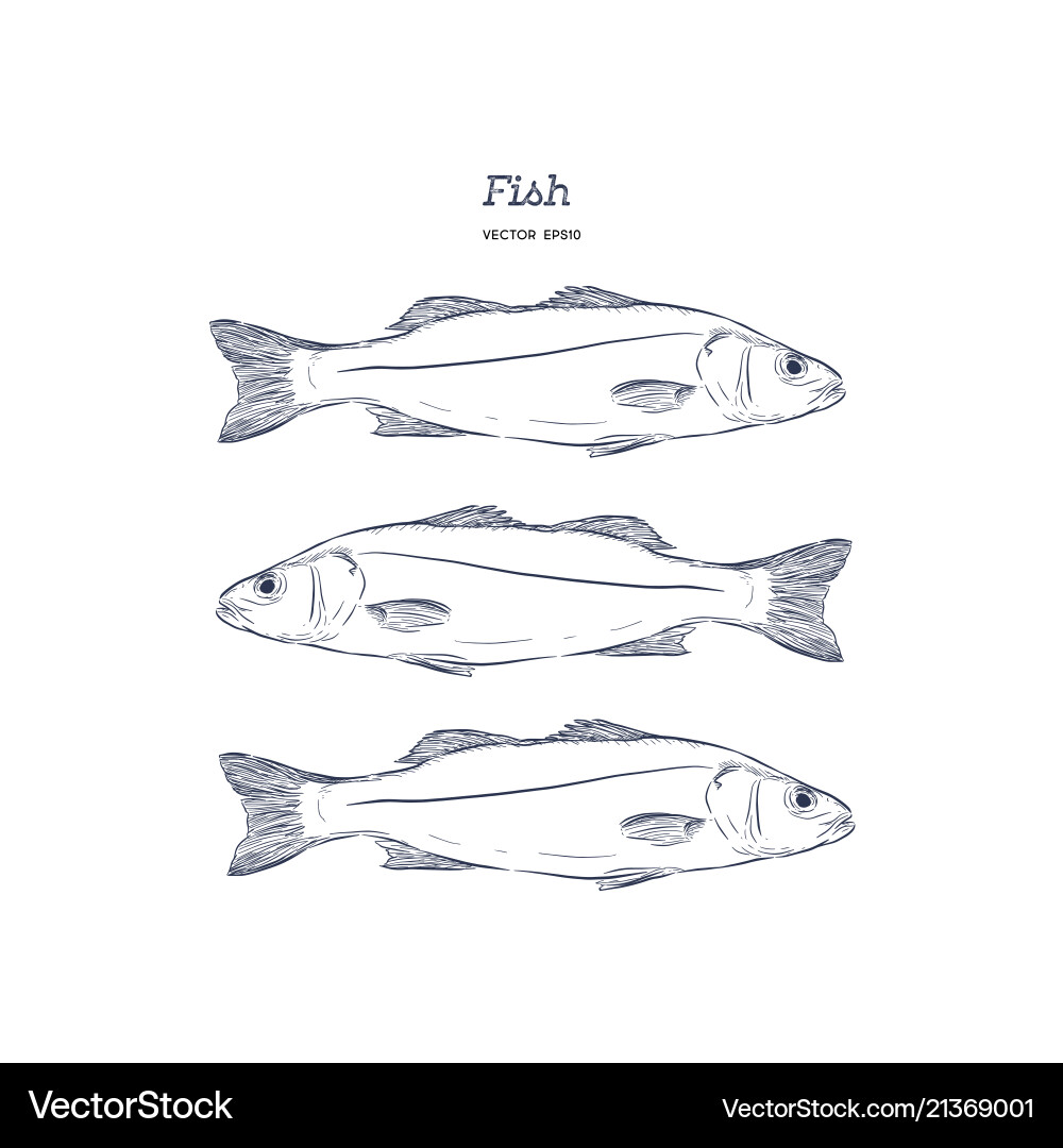 Hand drawn of fish Royalty Free Vector Image - VectorStock