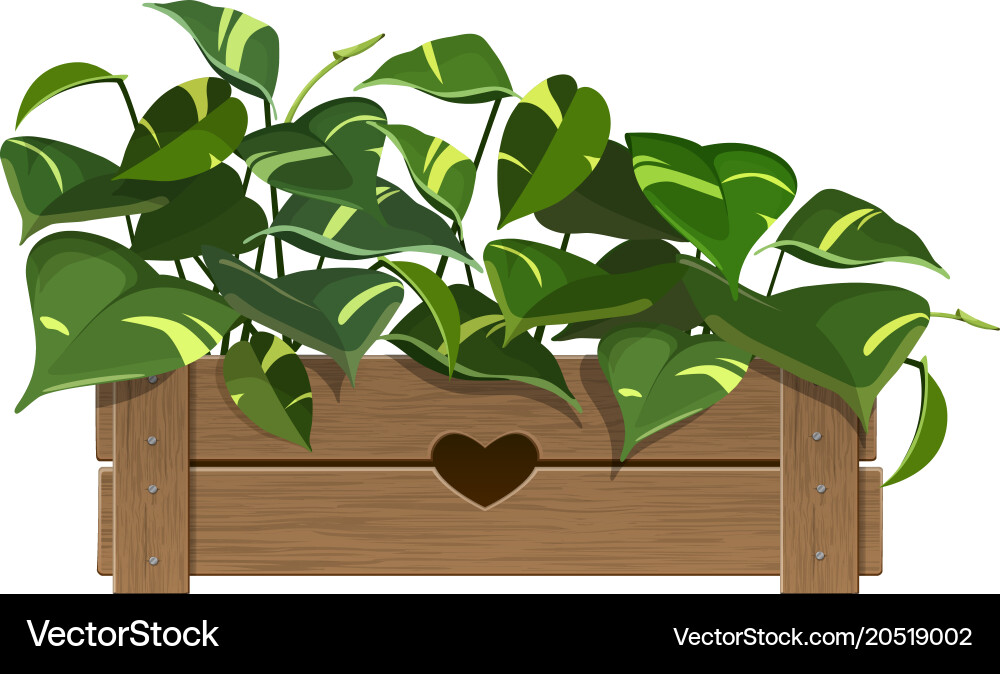 Golden pothos plant Royalty Free Vector Image - VectorStock