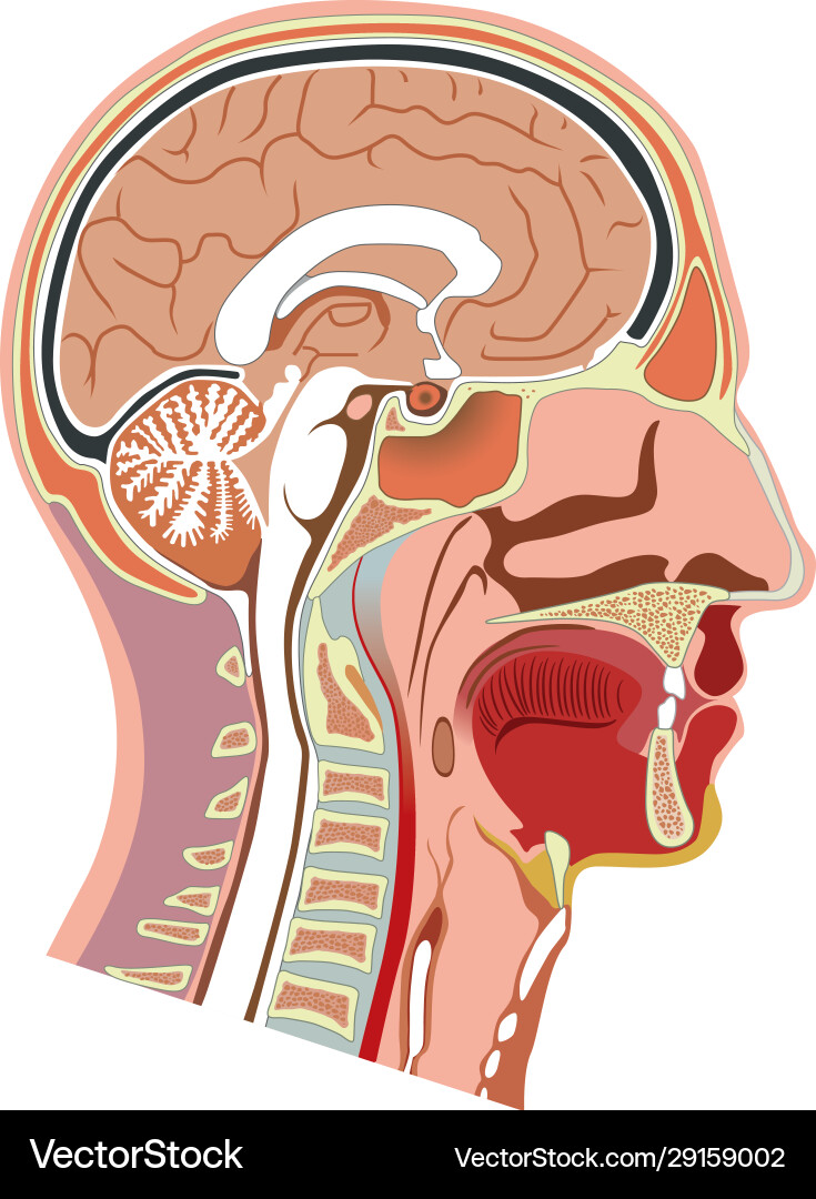 Head Diagram Anatomy