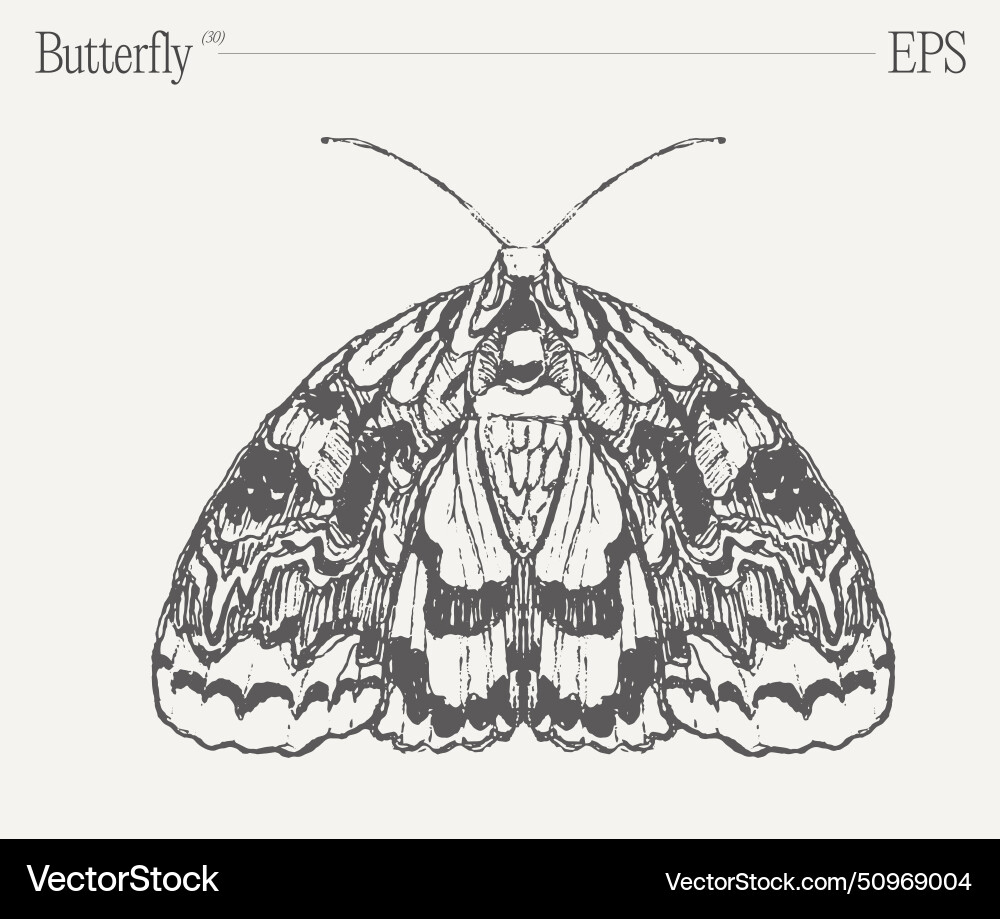Hand drawn butterfly Royalty Free Vector Image