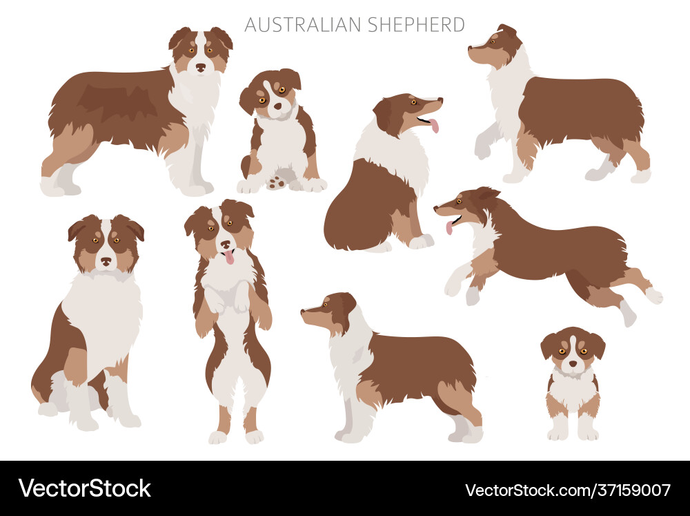 Australian shepherd dogs set color varieties Vector Image