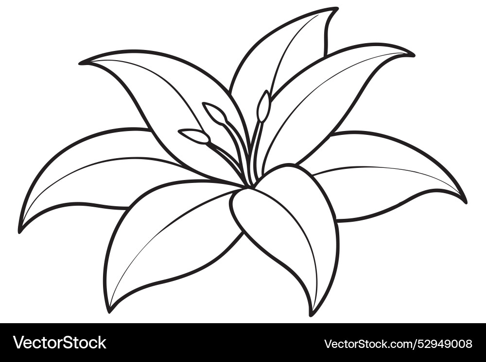 Beautiful lily flower floral Royalty Free Vector Image