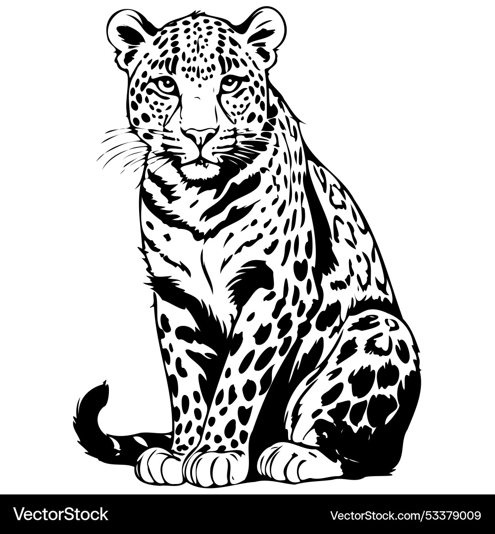 Amur leopard sitting drawing outline cartoon Vector Image