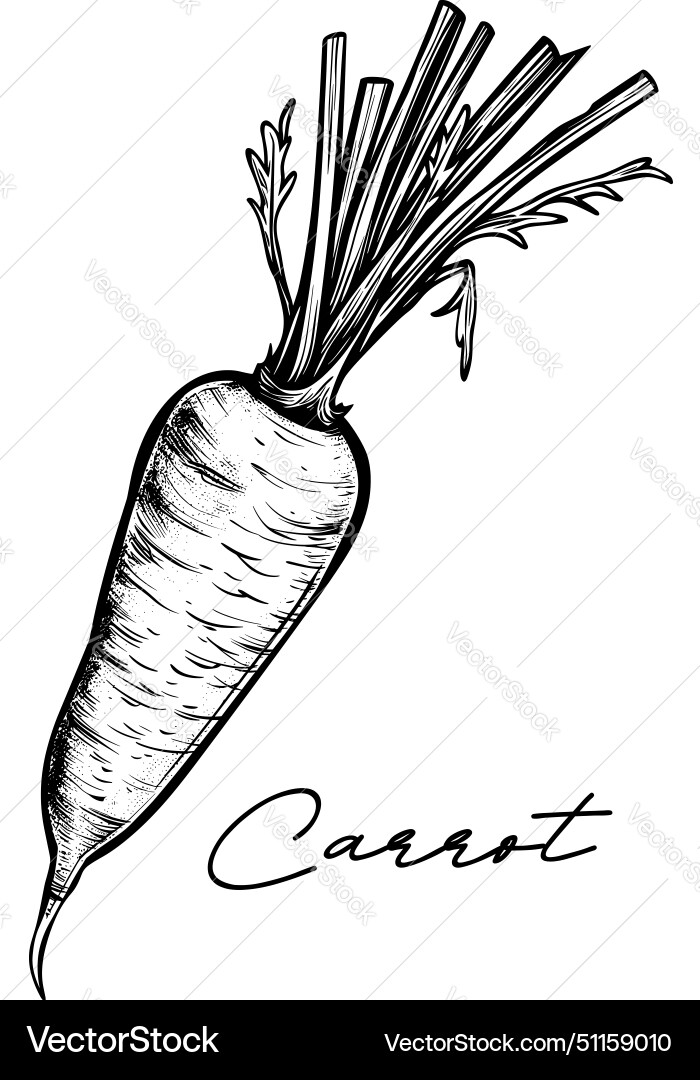 Carrot hand drawn black and white Royalty Free Vector Image