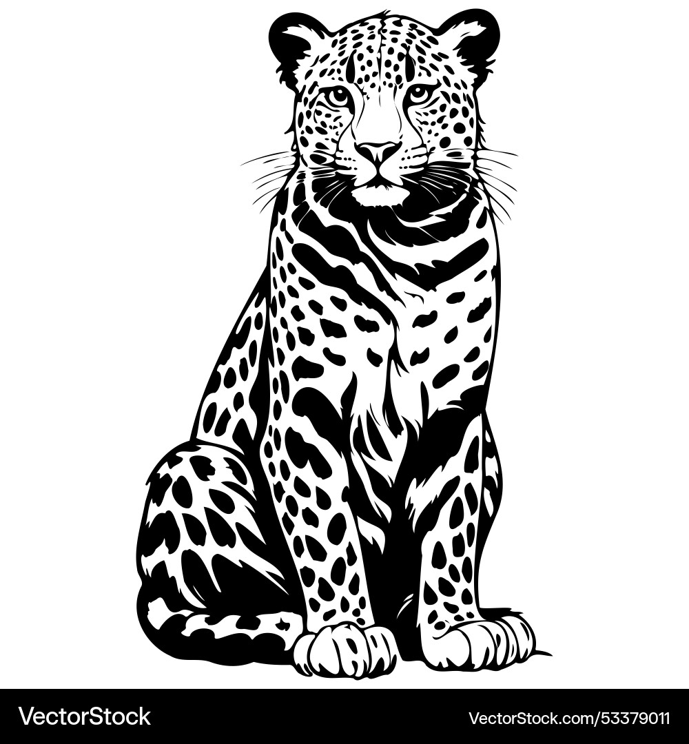 Amur Leopard Drawing