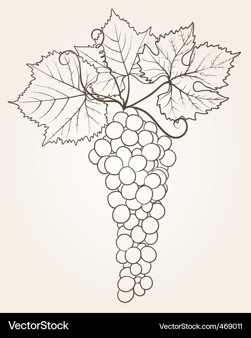 Grape outline Royalty Free Vector Image - VectorStock