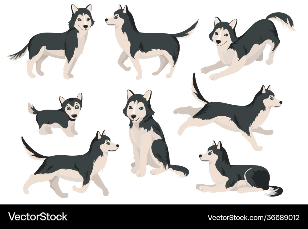 Cute husky dog in different poses flat set Vector Image