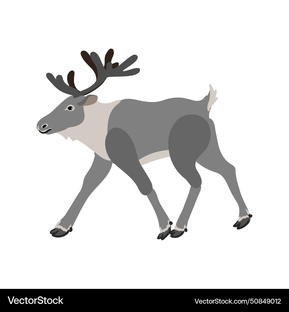 Drawing reindeer caribou Royalty Free Vector Image
