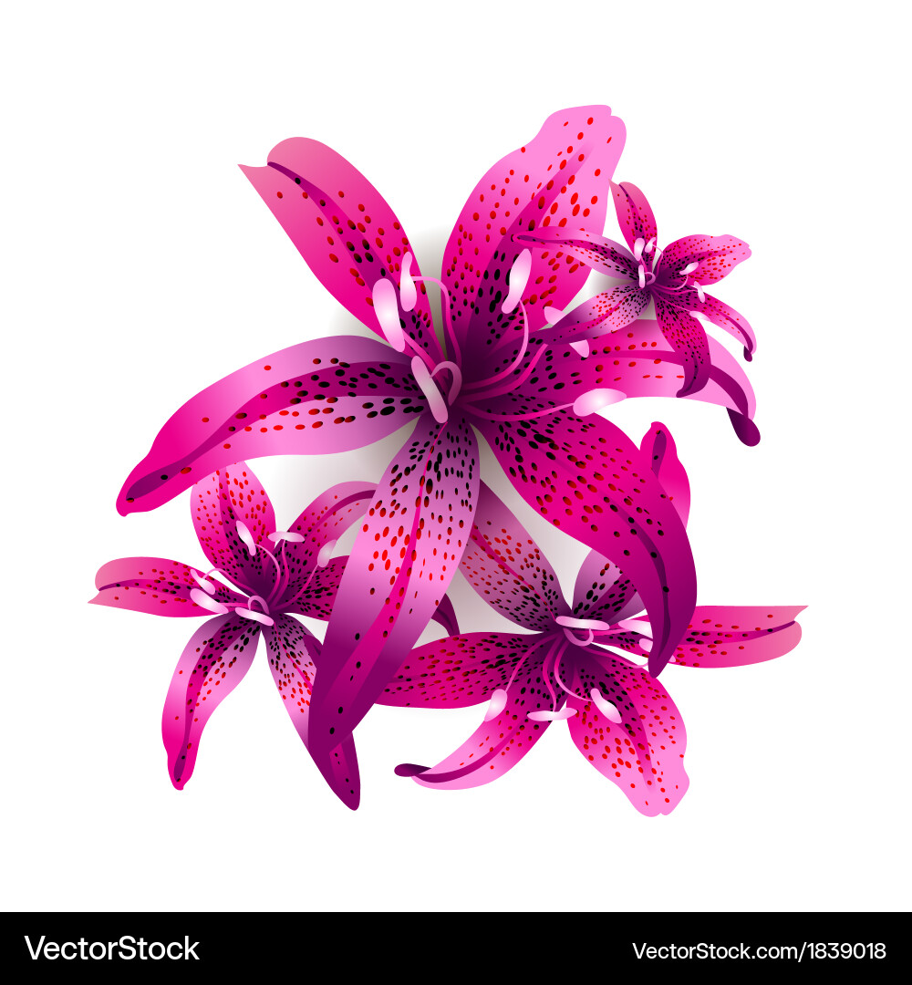 Lily Royalty Free Vector Image - VectorStock