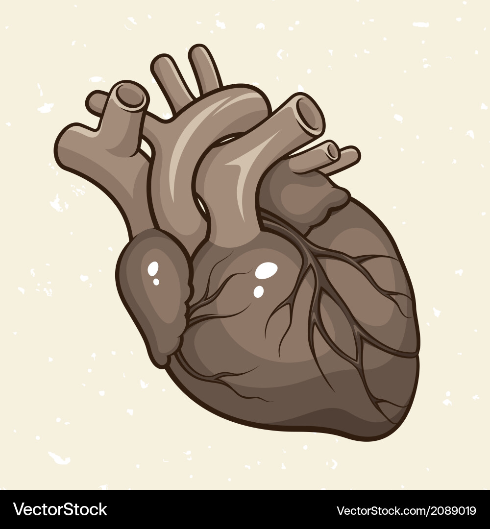 Detailed Heart Illustration Royalty Free Vector Image