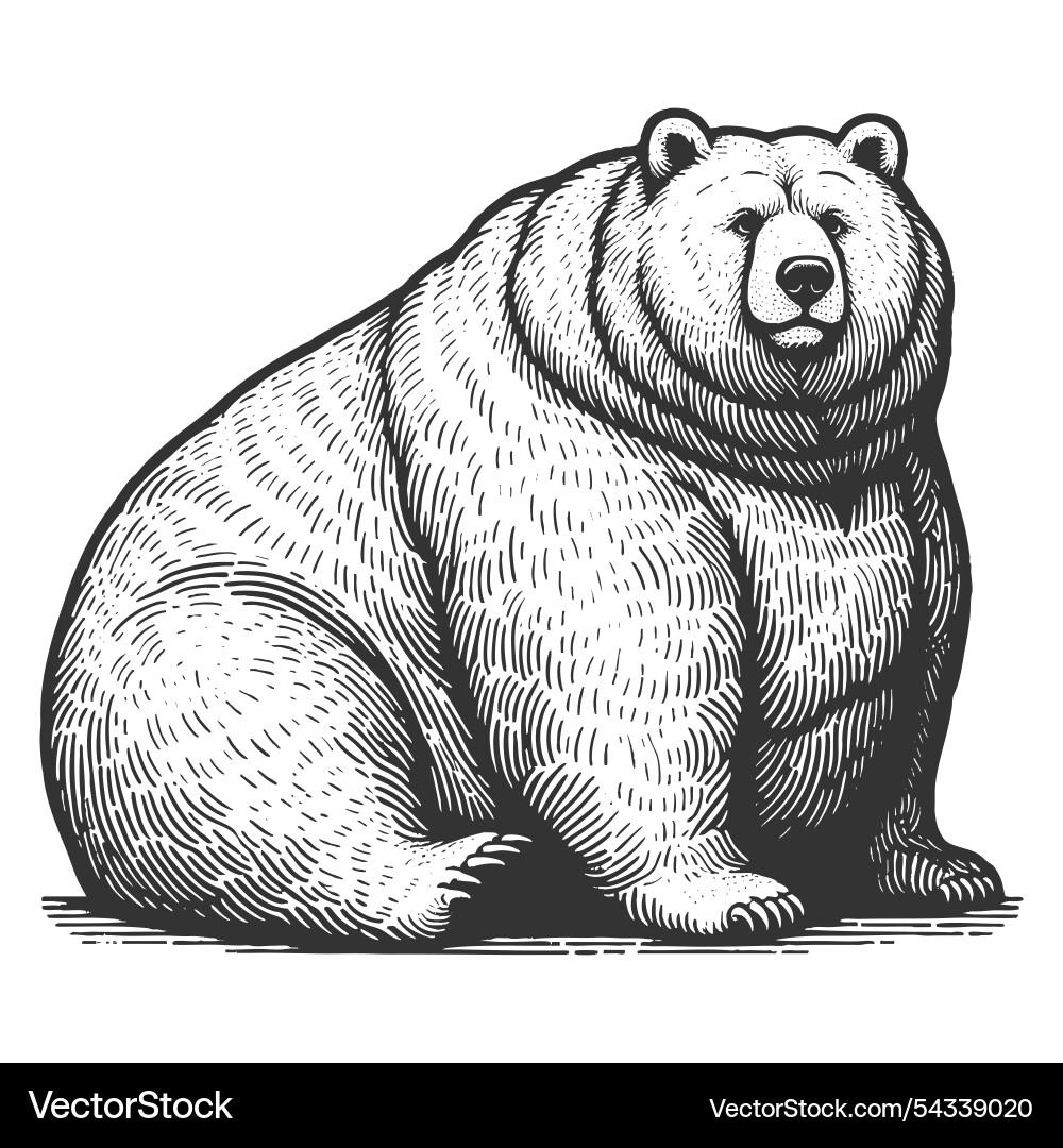 Fat chubby sitting bear engraving Royalty Free Vector Image