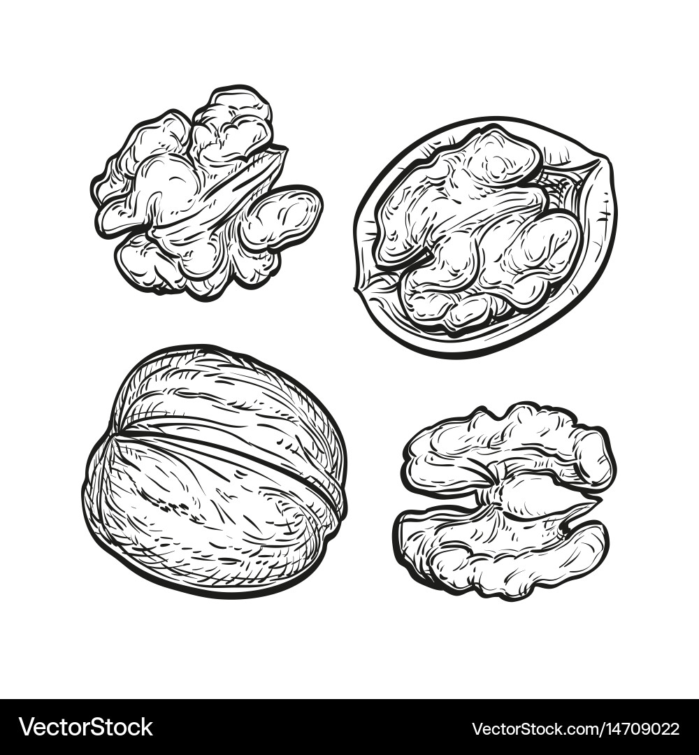 Ink sketch of walnuts Royalty Free Vector Image