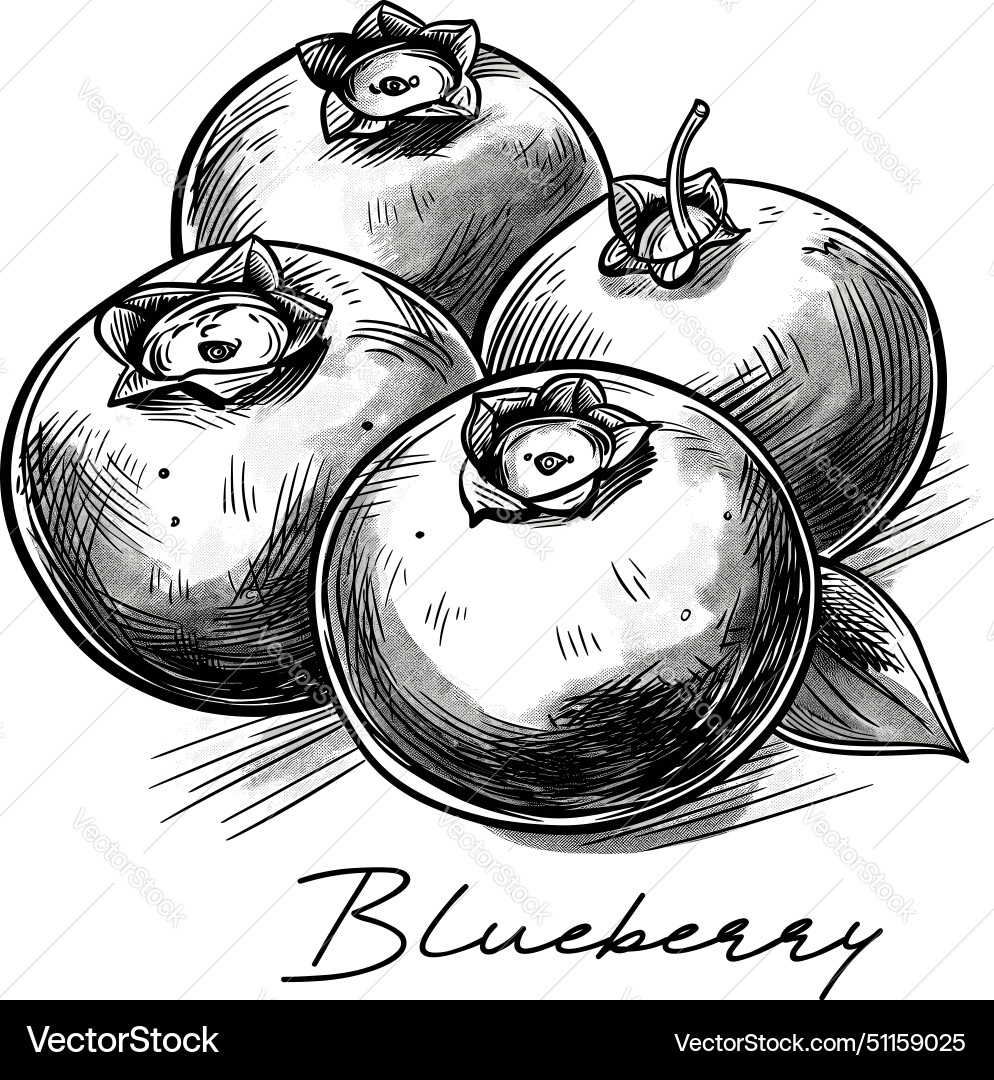 Blueberry hand drawn black and white Royalty Free Vector