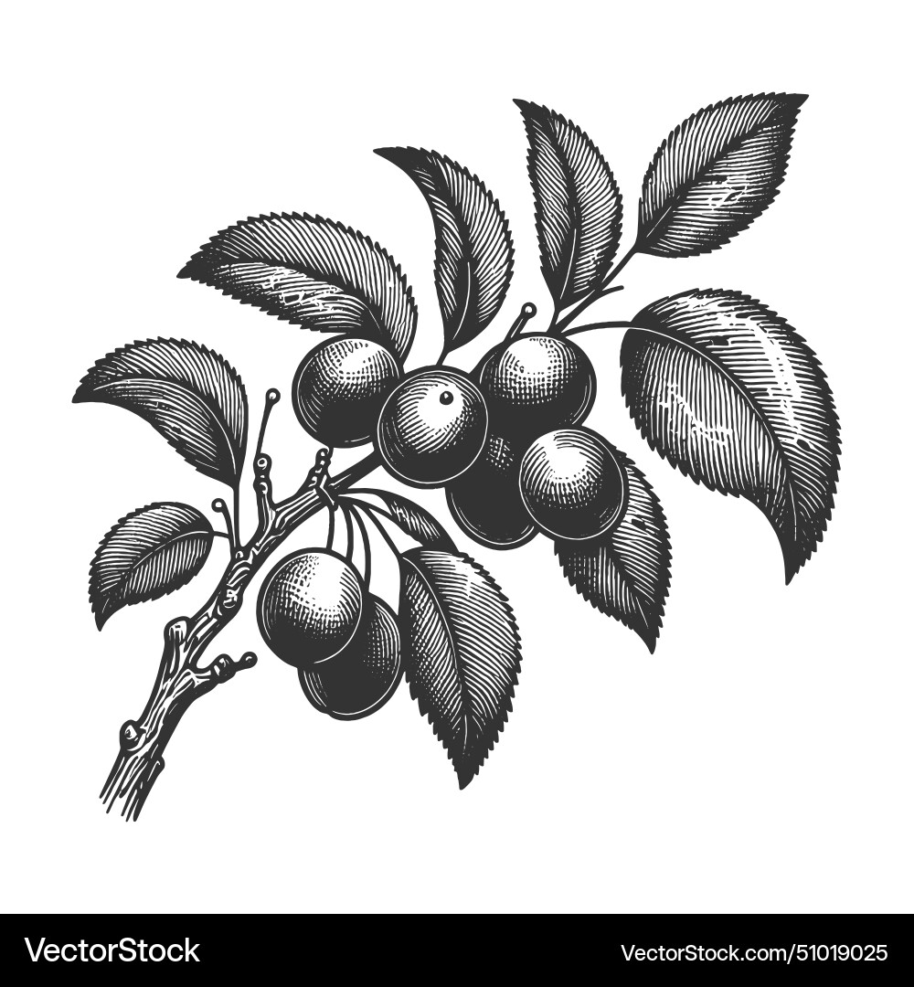 Plum branch engraving sketch Royalty Free Vector Image