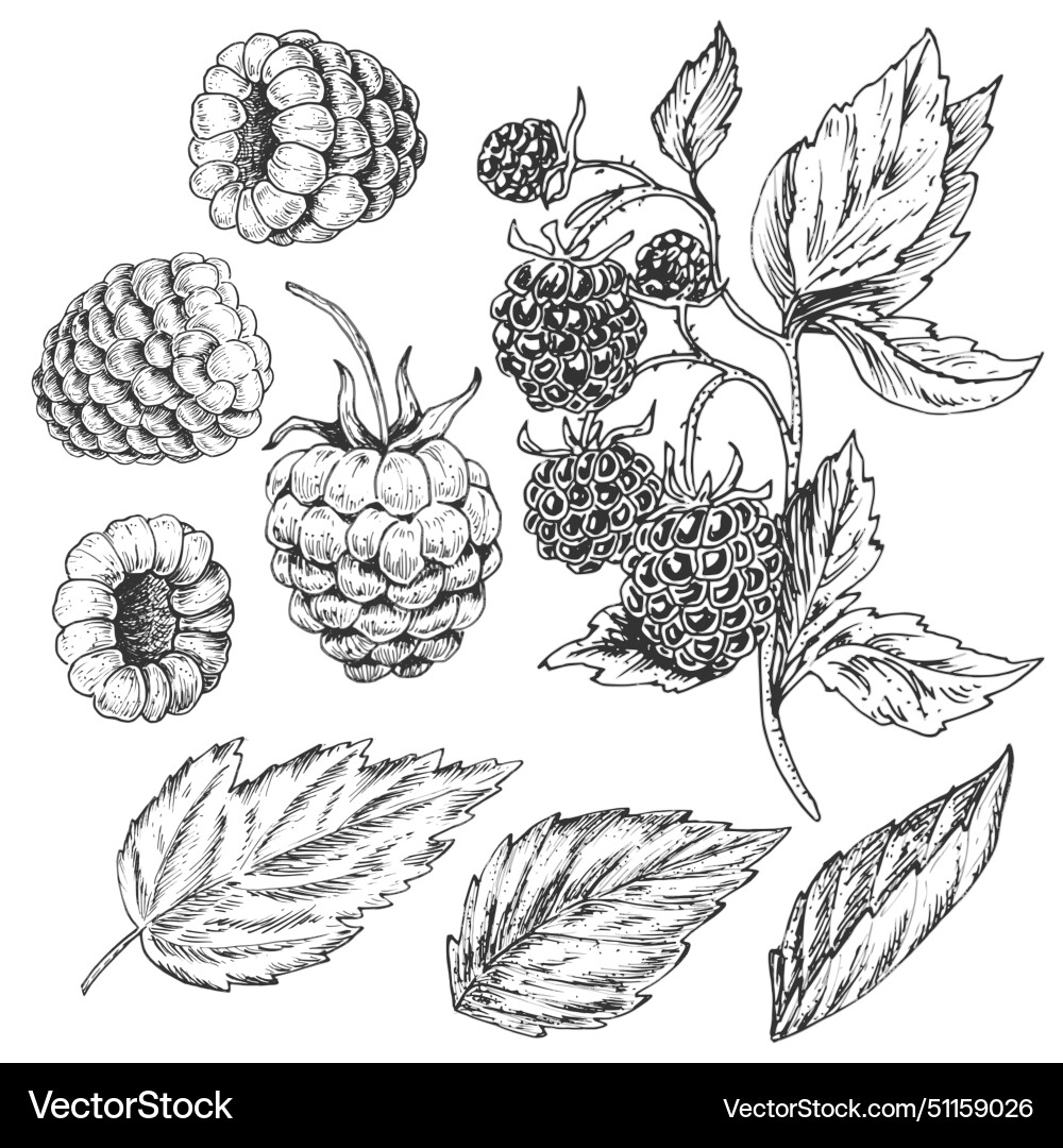 Sketch pen and ink vintage raspberry set draft Vector Image