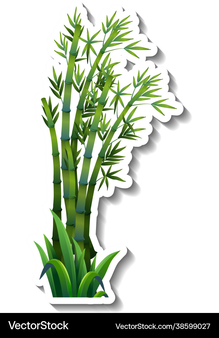 Bamboo tree sticker on white background Royalty Free Vector