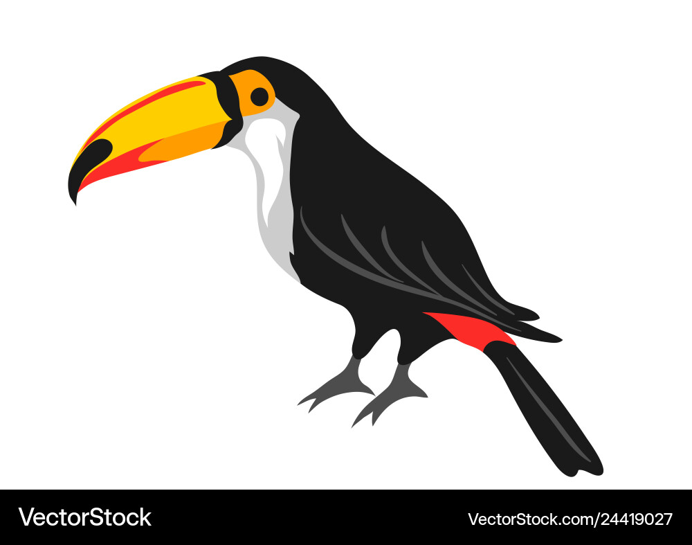 Toucan tropical exotic bird Royalty Free Vector Image