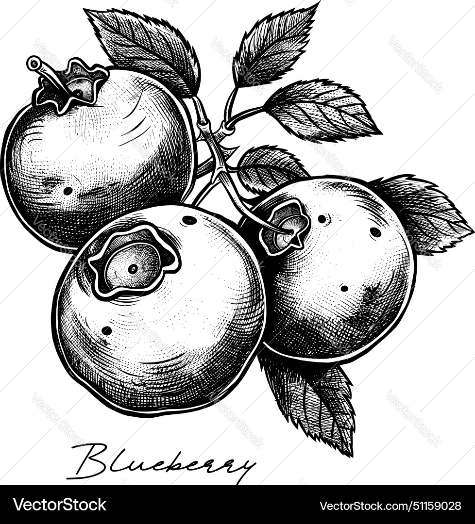 Blueberry hand drawn black and white Royalty Free Vector