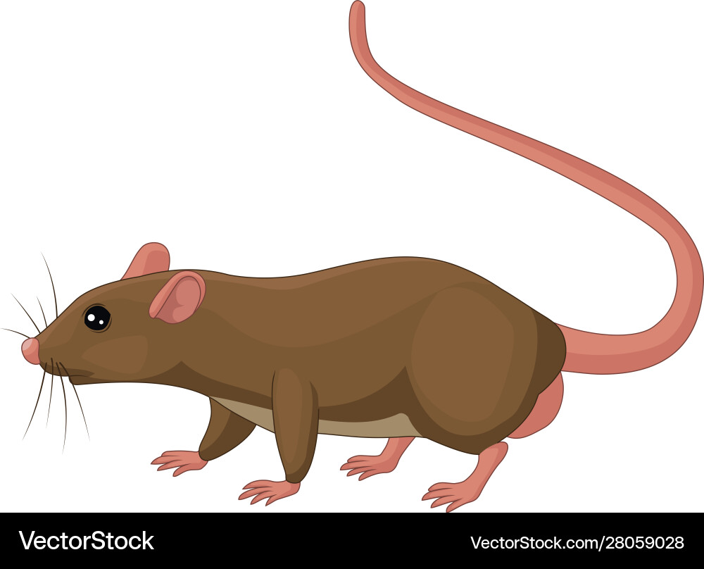 Cartoon rat on white background Royalty Free Vector Image