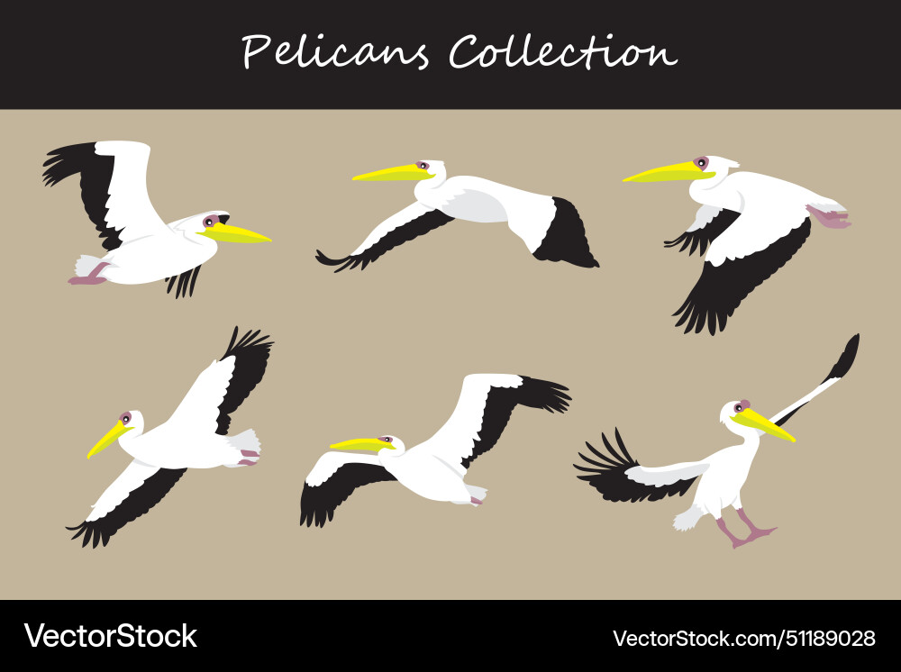 Pelican collection pelican in different poses Vector Image