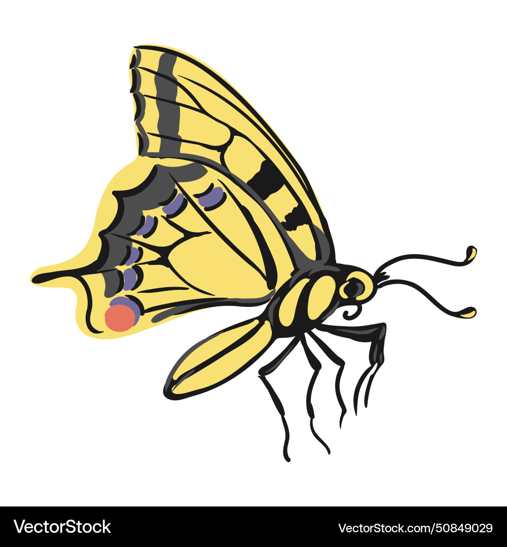 Drawing yellow swallowtail butterfly Royalty Free Vector