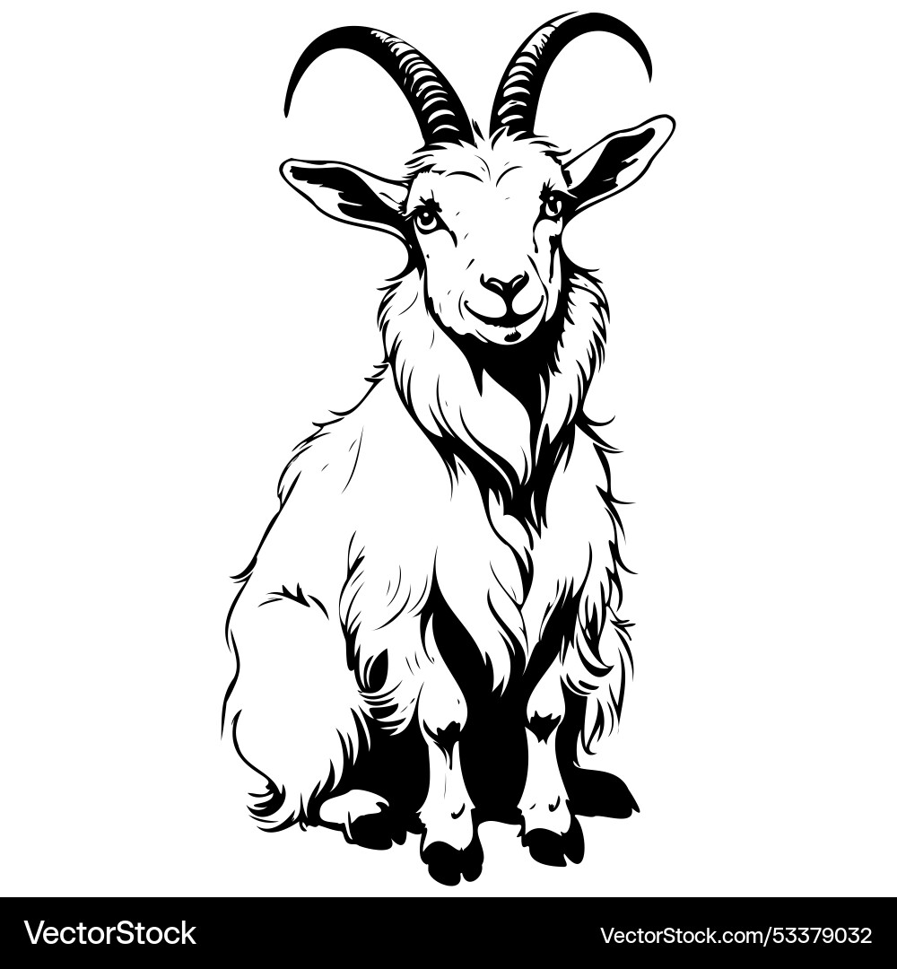 Angora goat sitting drawing realistic outline Vector Image