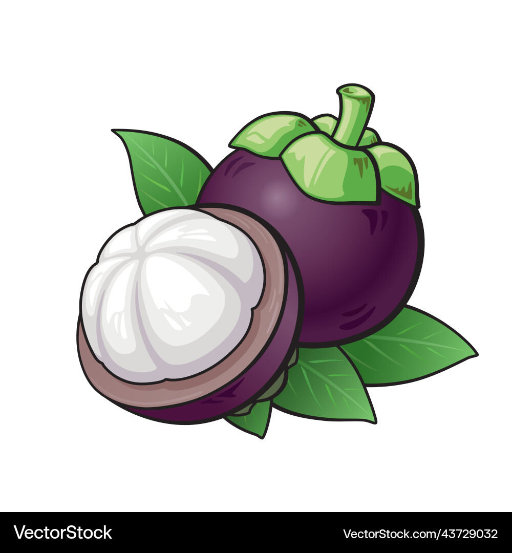 Mangosteen cartoon peeled isolate Royalty Free Vector Image