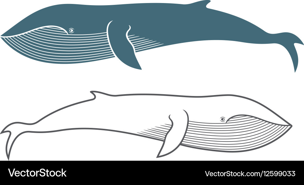 Whale Royalty Free Vector Image - VectorStock