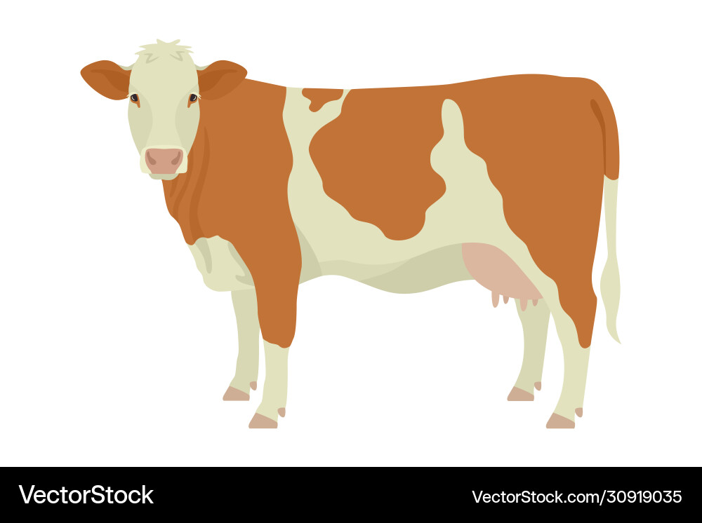 Simmental cow breeds domestic cattle flat Vector Image