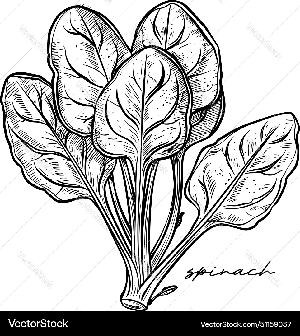 Spinach hand drawn black and white Royalty Free Vector Image