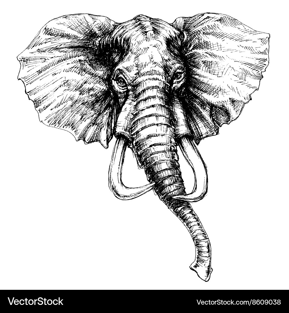Elephant head Royalty Free Vector Image - VectorStock