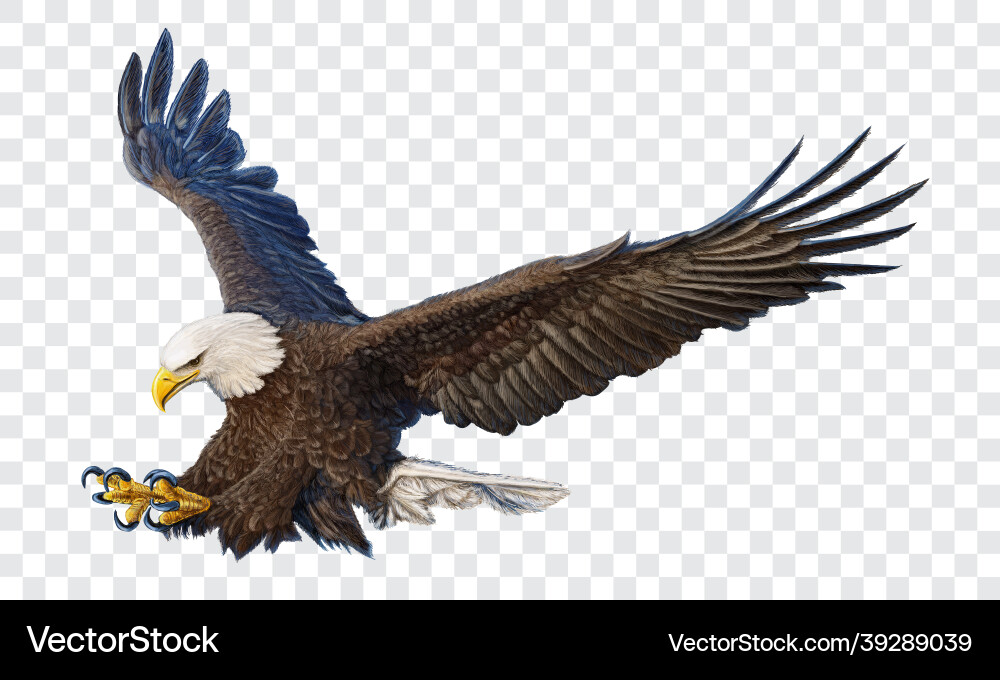 Bald Eagle Swoop - Attack Vector Royalty Free Vector Image