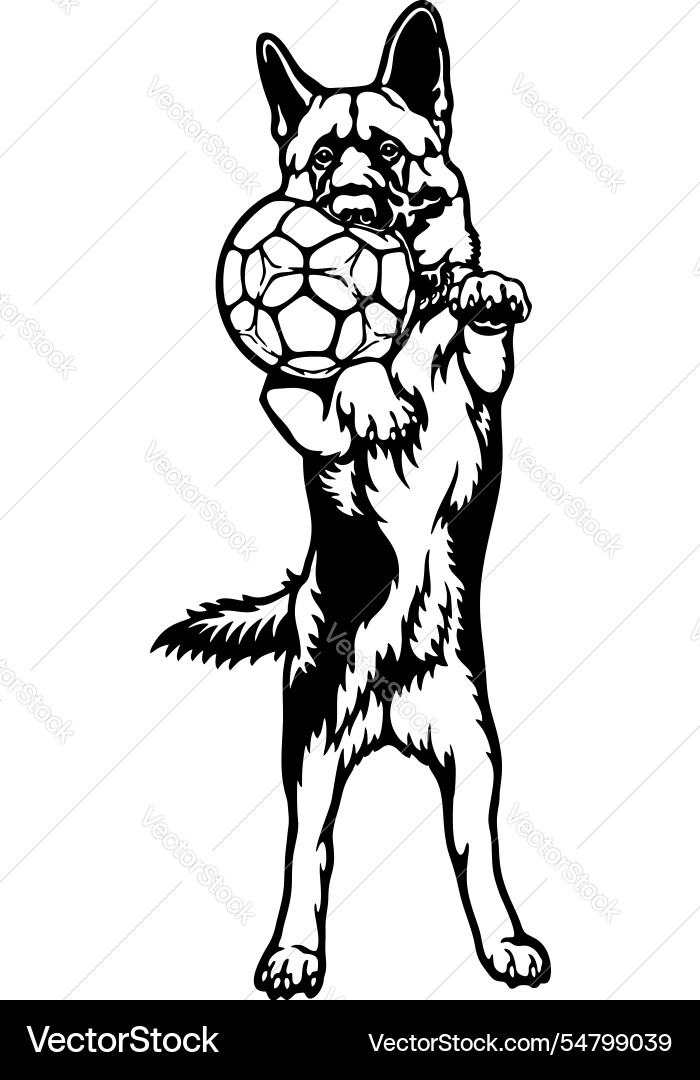 German shepherd dog breed - pet cut file Vector Image