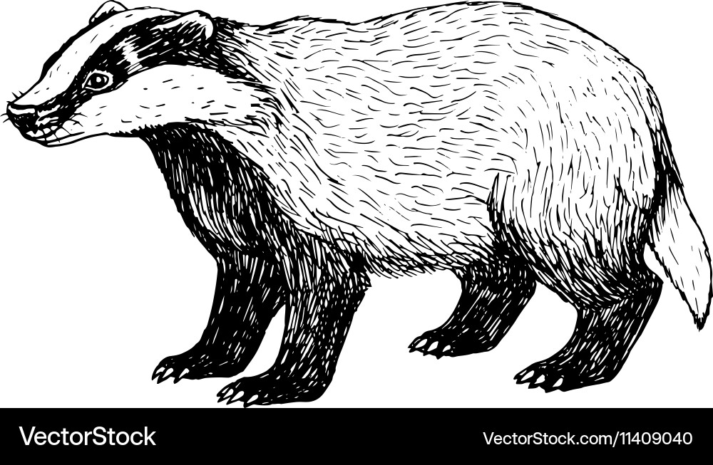 Hand drawn badger vintage style Royalty Free Vector Image