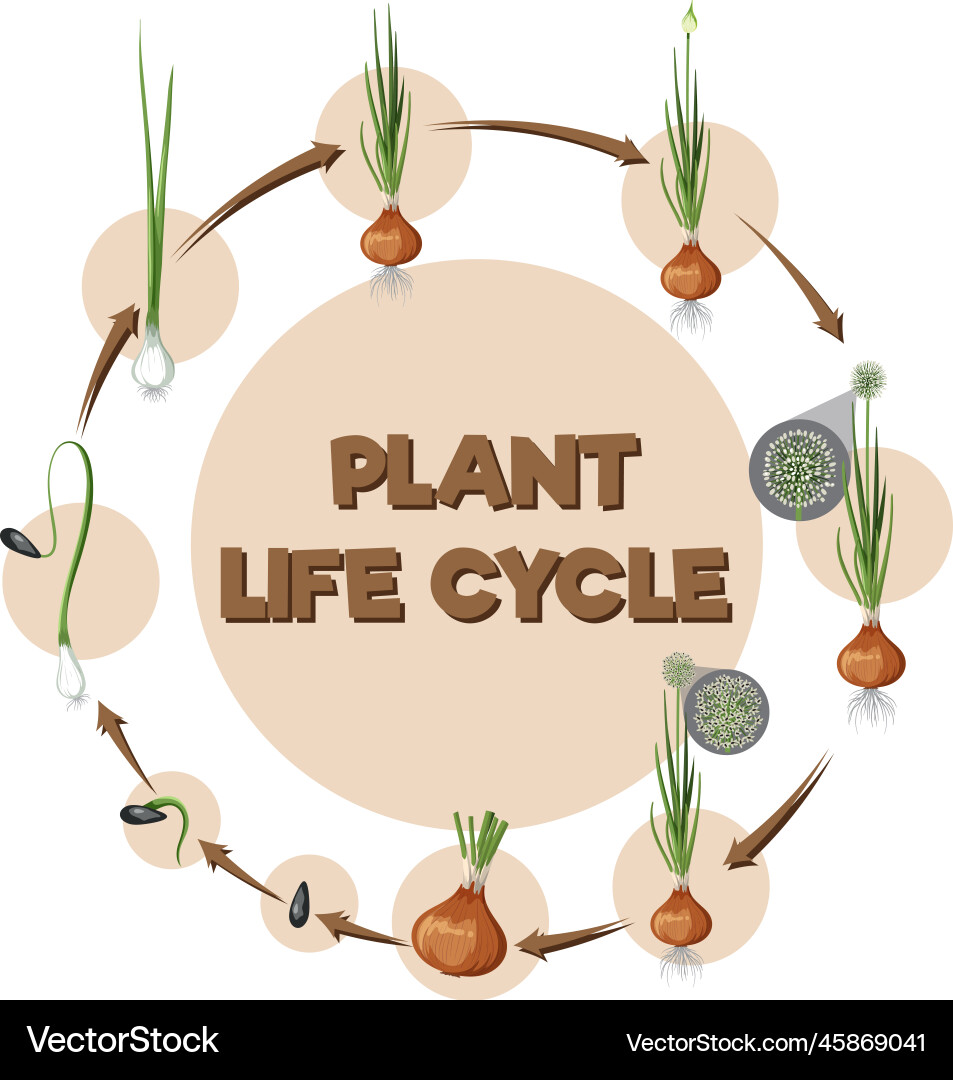 Diagram showing onion life cycle Royalty Free Vector Image