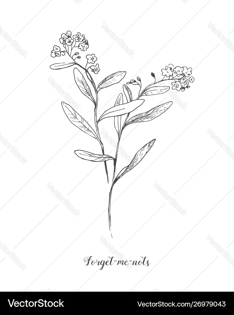 Forget-Me-Not Floral Outline Royalty Free Vector Image